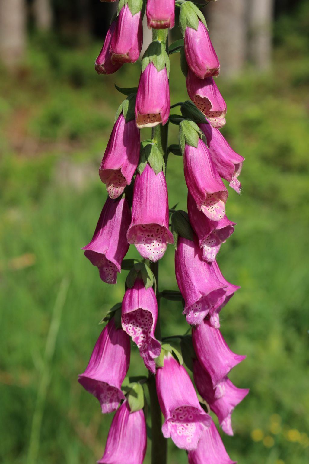 Roter Fingerhut (Digitalis purpurea) – Blumen und Natur