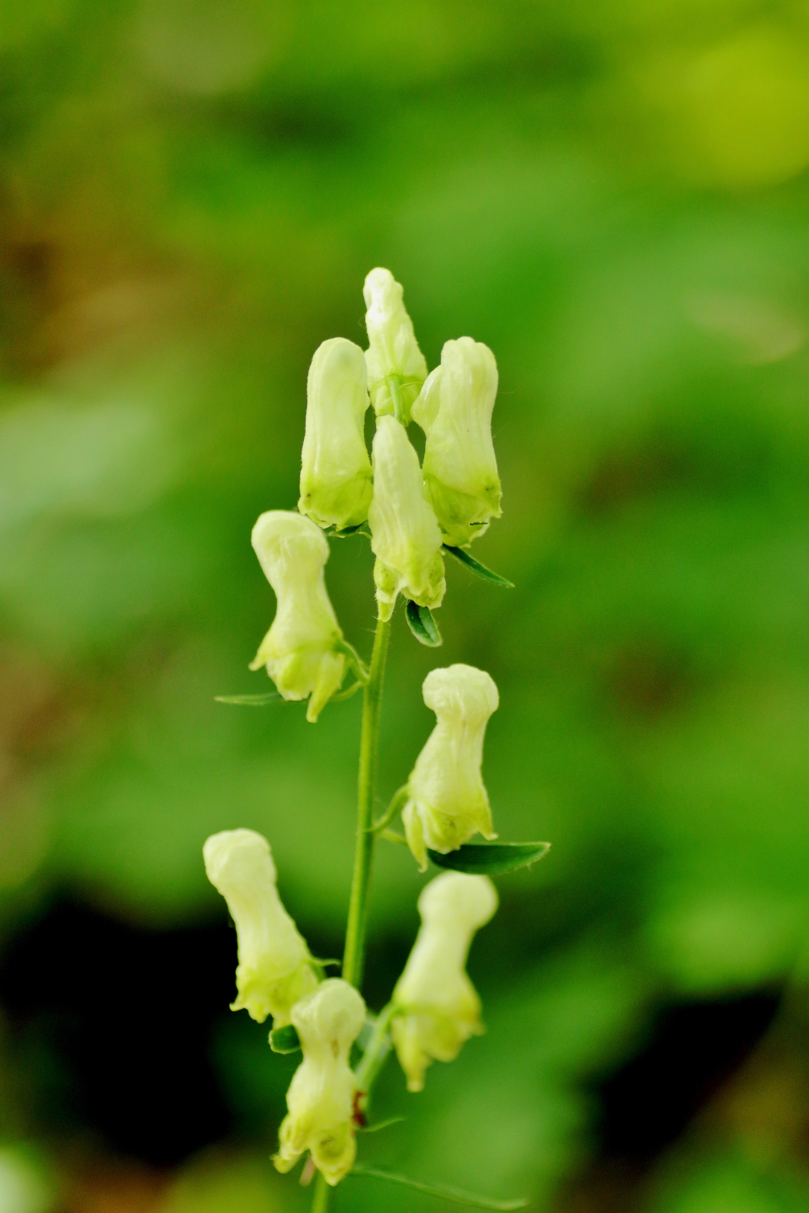 Ich kenn die Giftpflanzen – Blumen und Natur