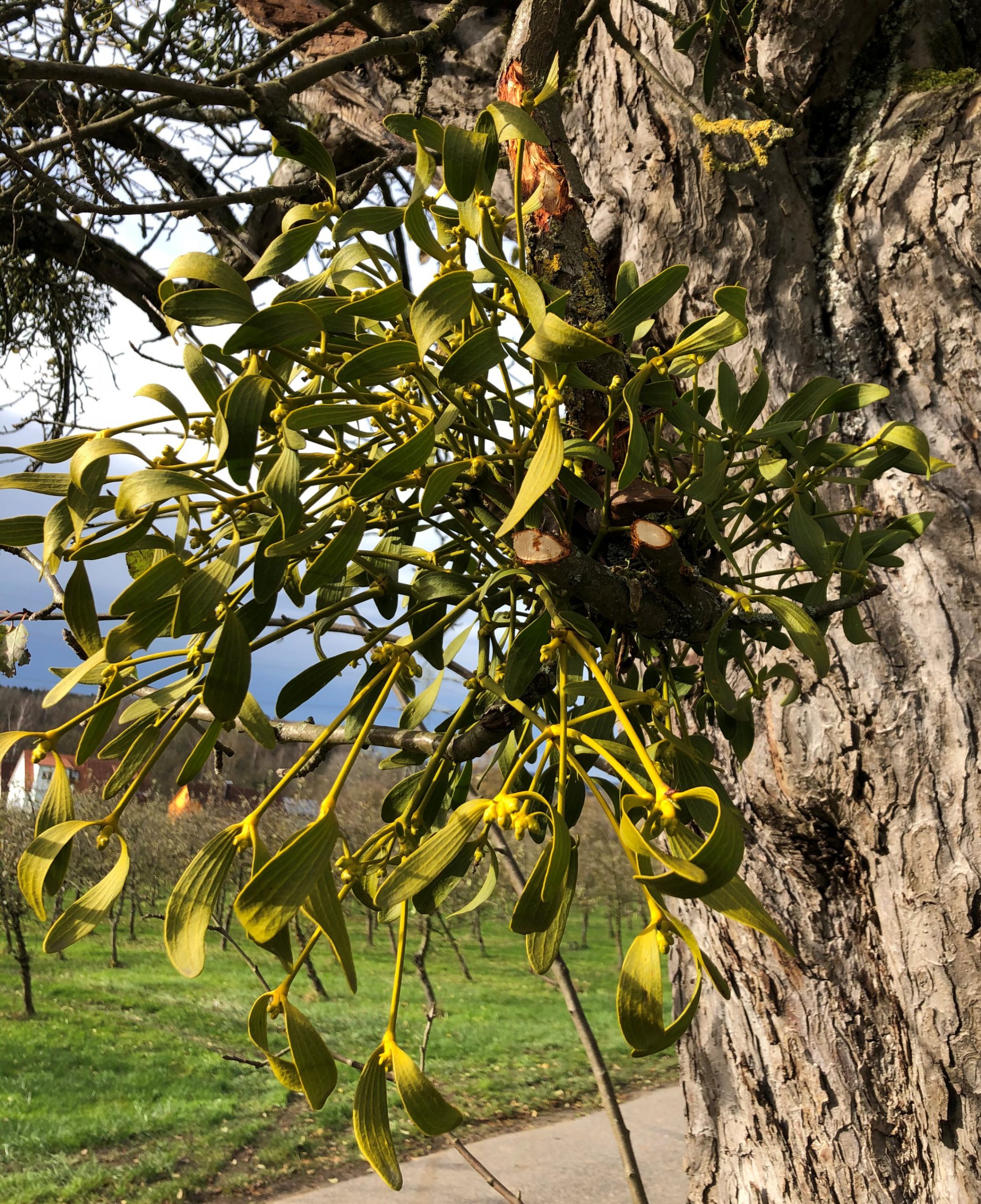 Laubholz-Mistel (Viscum album) – Blumen und Natur
