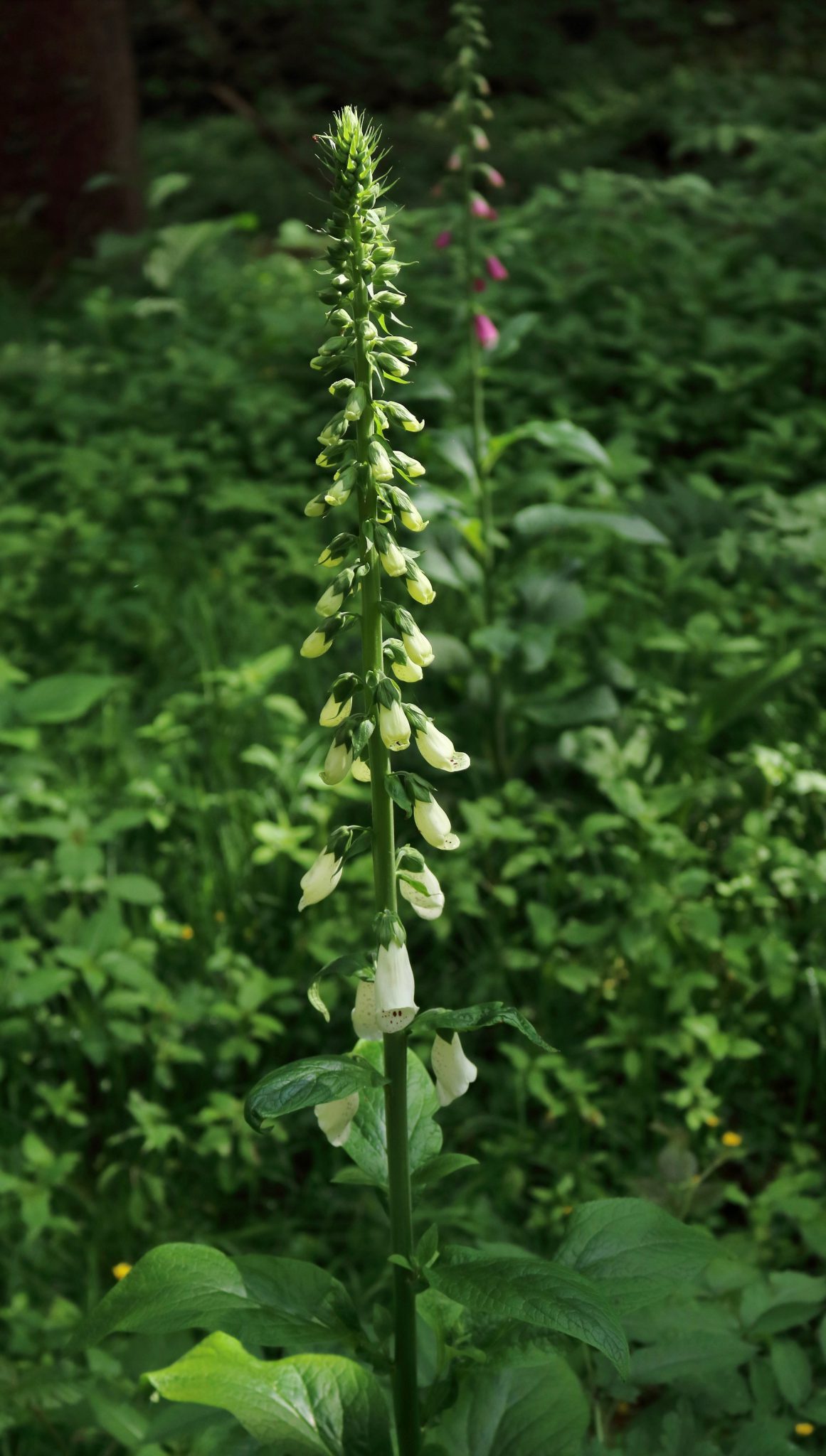 Weißer Fingerhut (Digitalis purpurea alba) – Blumen und Natur