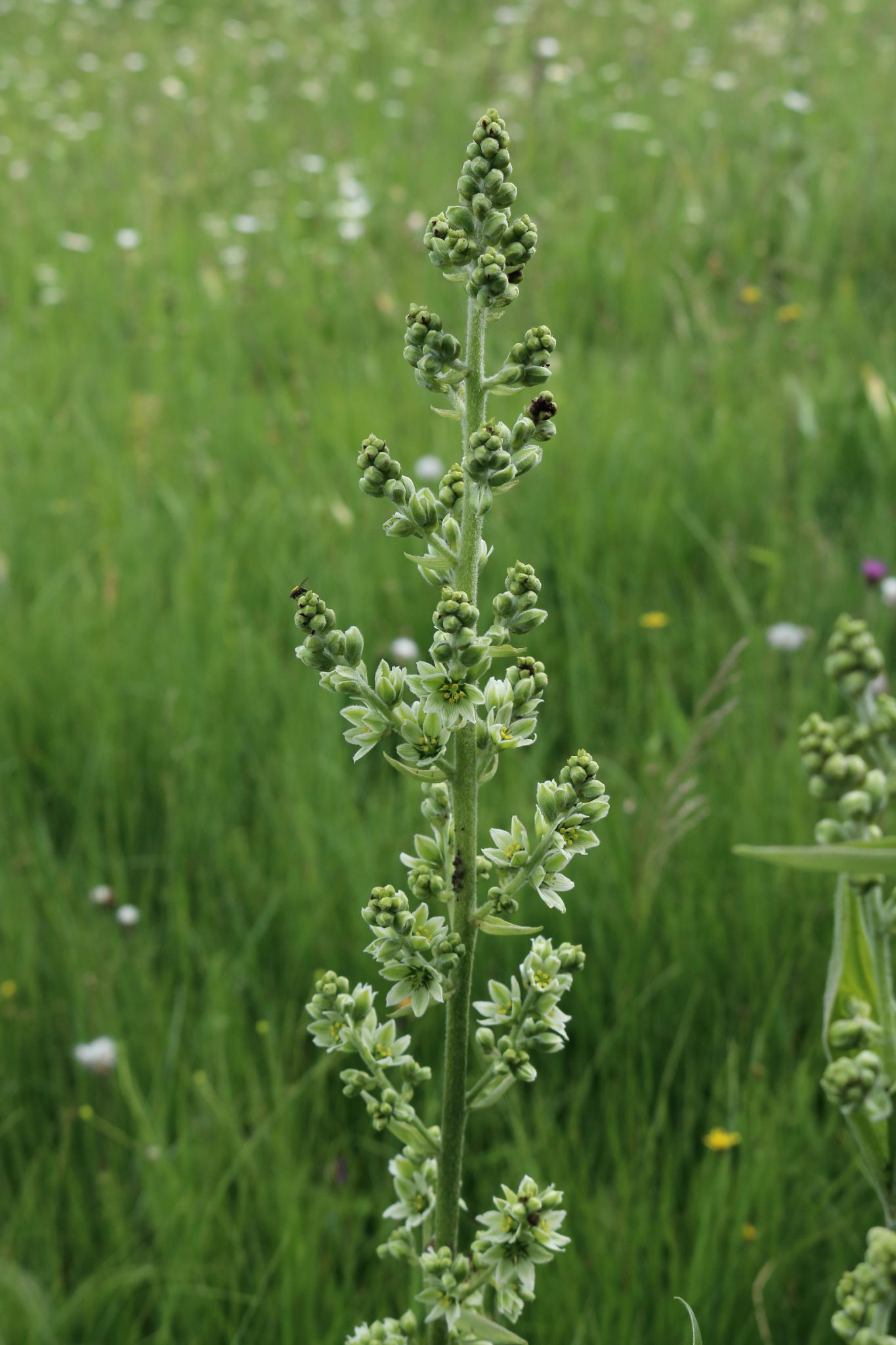 Weißer Germer (Veratrum album) – Blumen und Natur