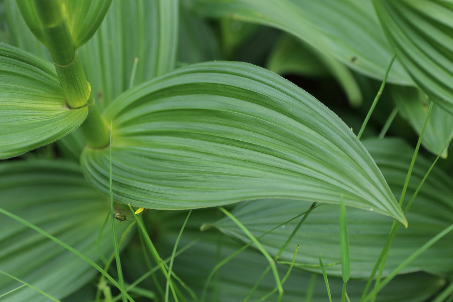 Weißer Germer (Veratrum album) – Blumen und Natur