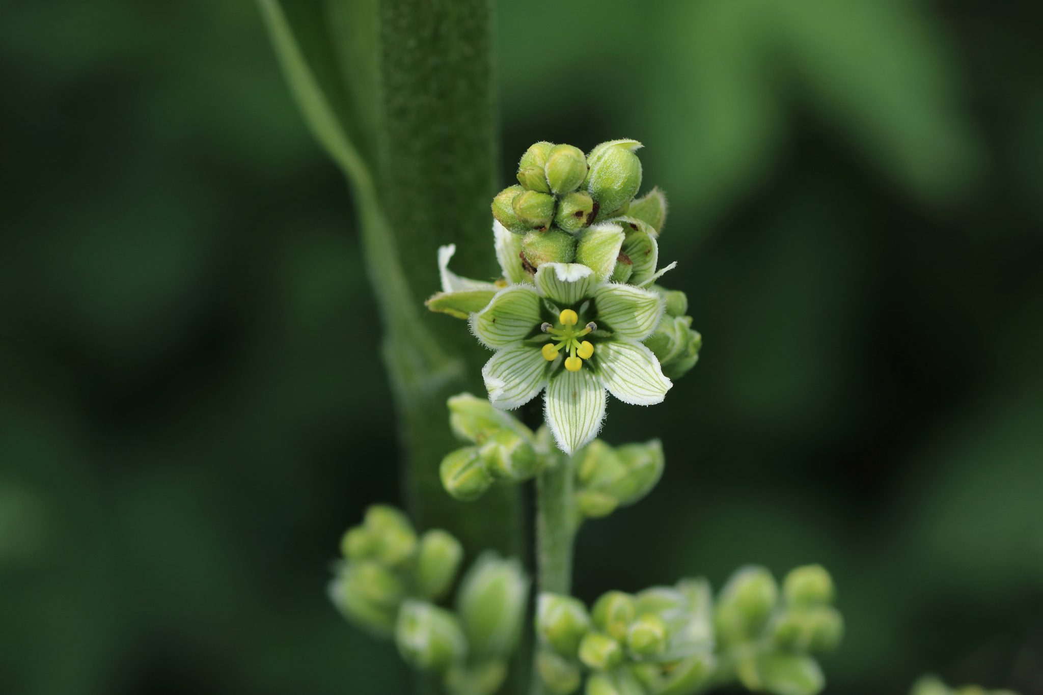 Weißer Germer (Veratrum album) – Blumen und Natur