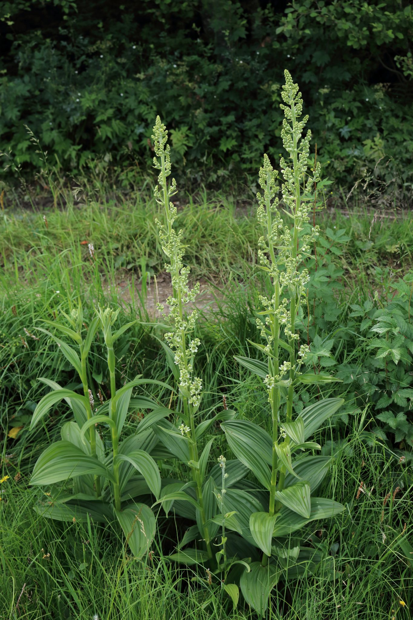 Weißer Germer (Veratrum album) – Blumen und Natur