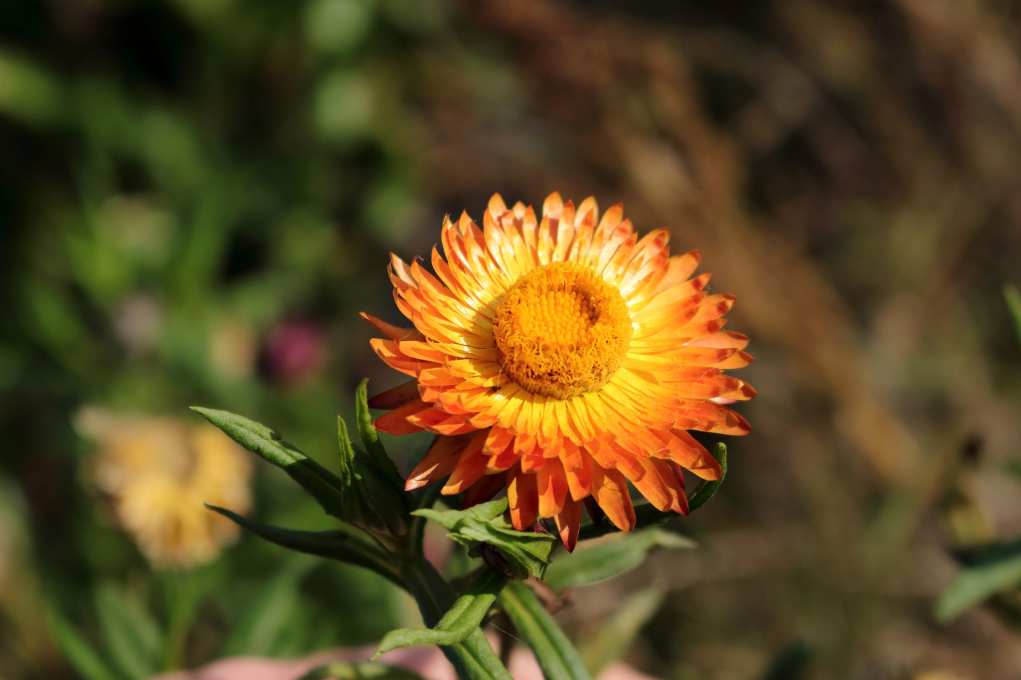 Garten-Strohblume (Xerochrysum bracteatum)– Blumen und Natur