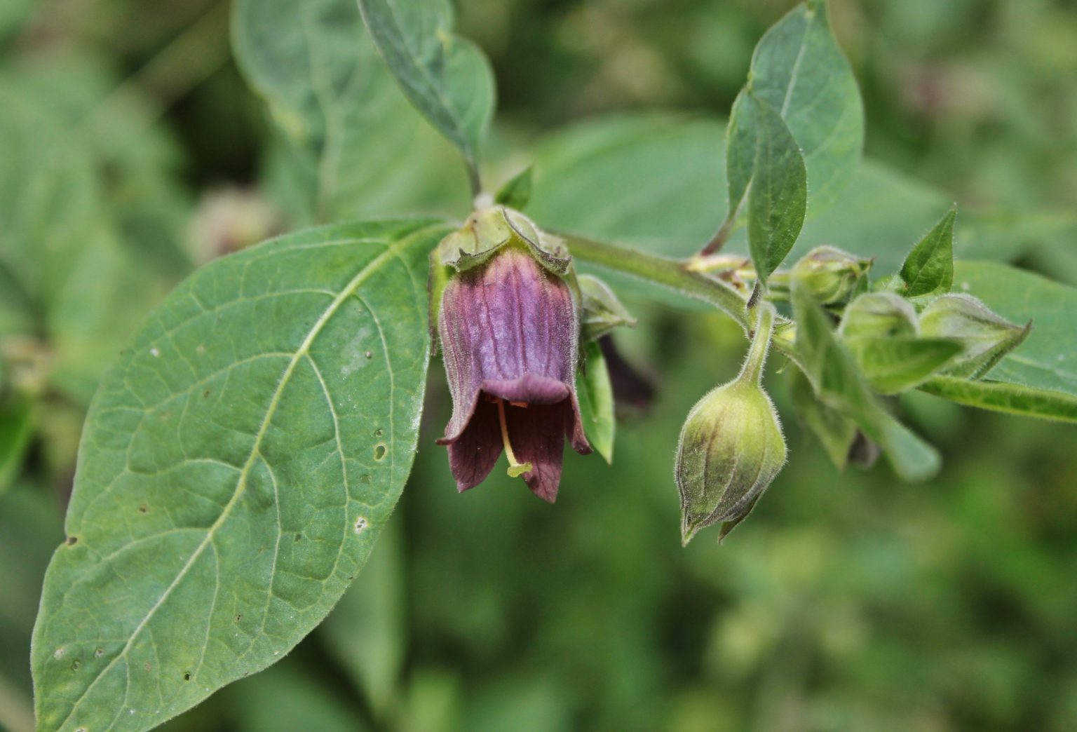 Deadly nightshade (Atropa belladonna) - Blumen und Natur