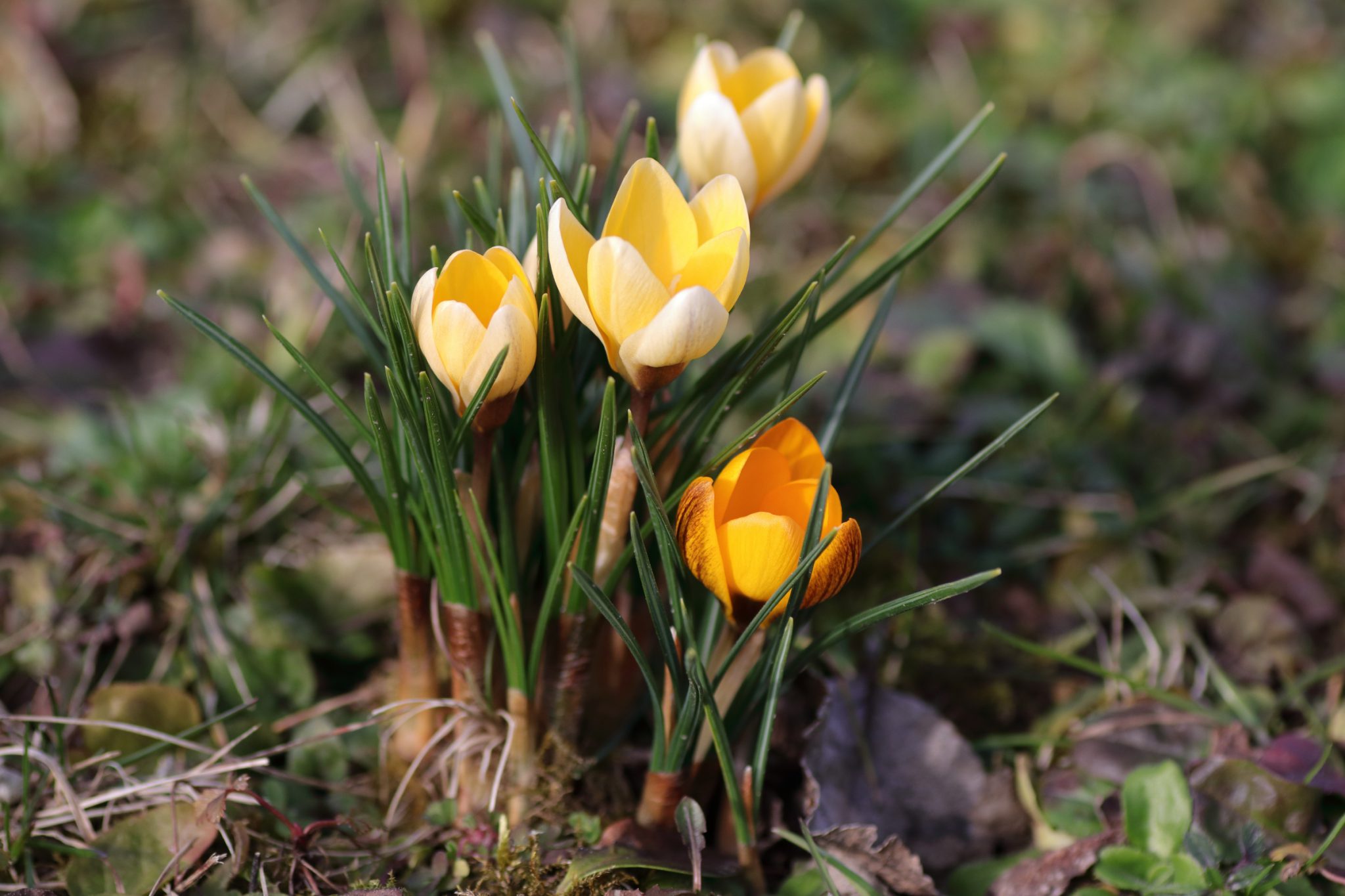 Gold-Krokus / Gelber Krokus (Crocus flavus) – Blumen und Natur
