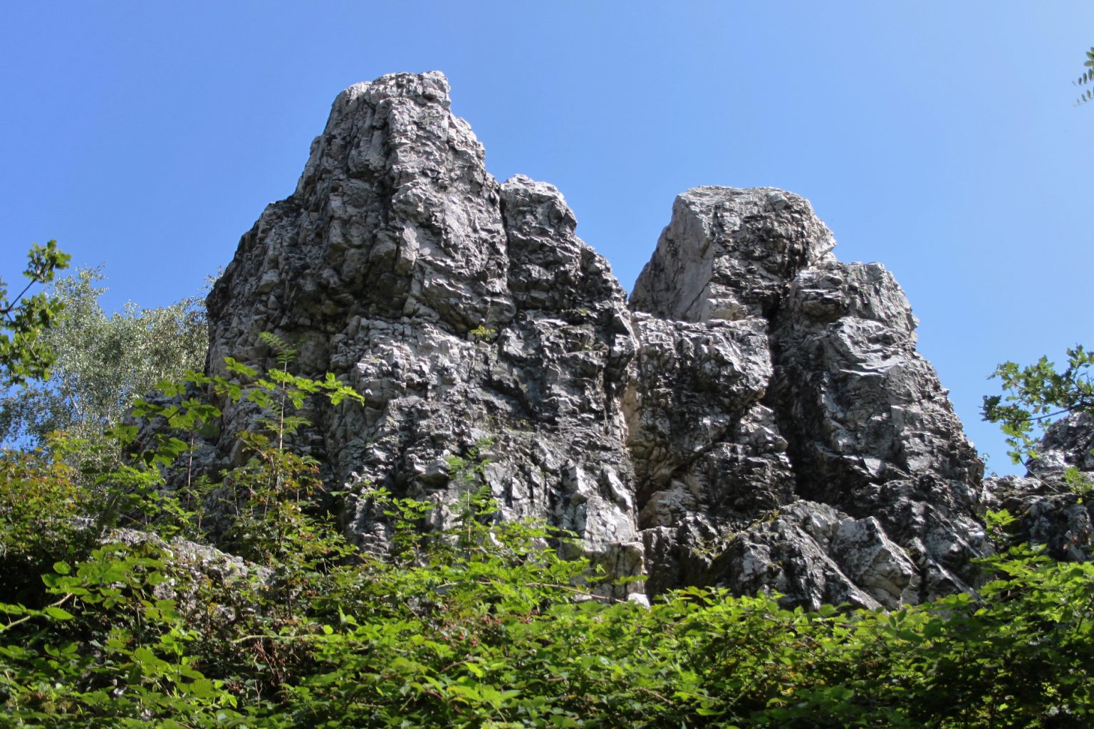Wanderung zum Moosbacher Pfahl – Blumen und Natur