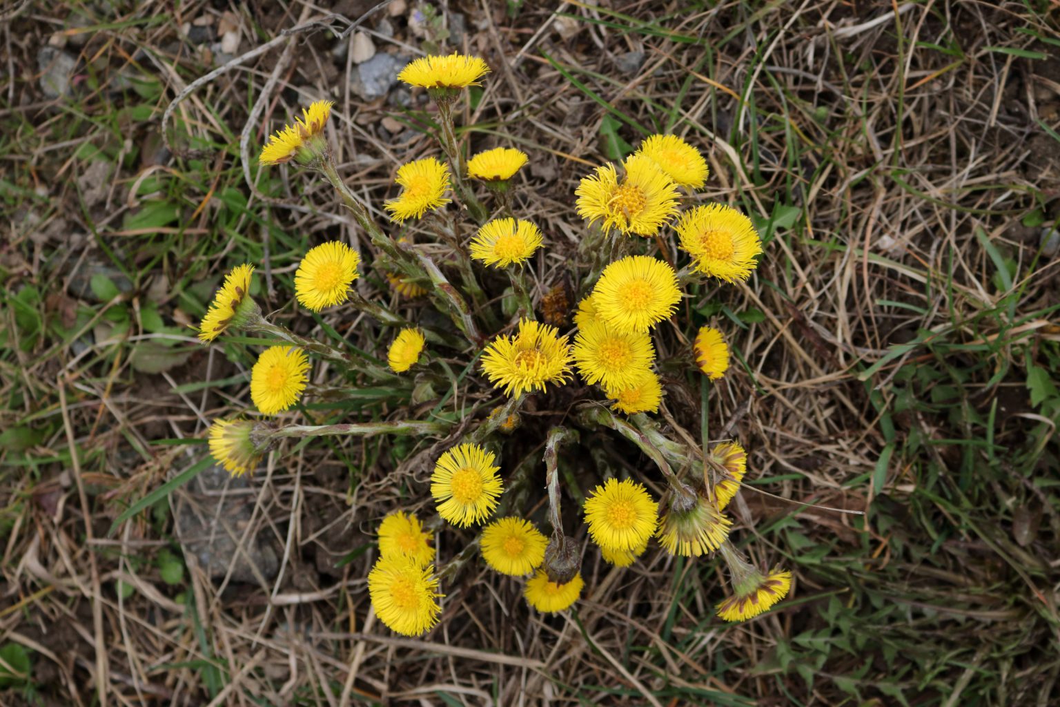 Huflattich, gewöhnlicher (Tussilago farfara) – Blumen und Natur