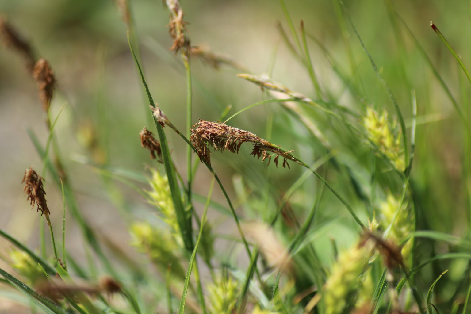 Behaarte Segge / Raue Segge (Carex hirta) – Blumen und Natur