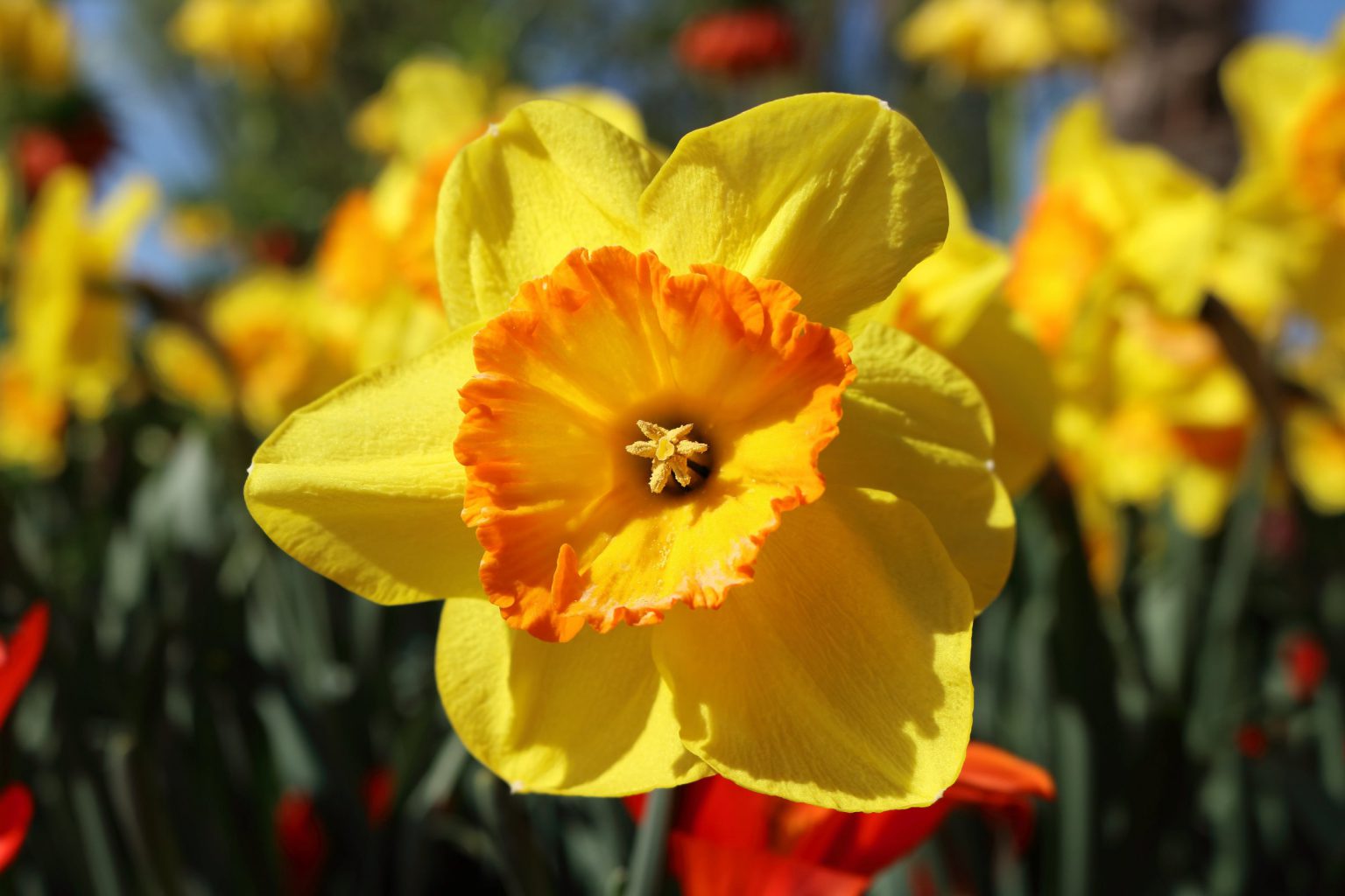Osterglocke (Narcissus pseudonarcissus) – Blumen und Natur