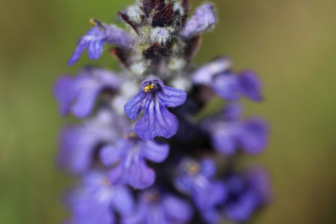 Kriechender Günsel (Ajuga reptans) – Blumen und Natur