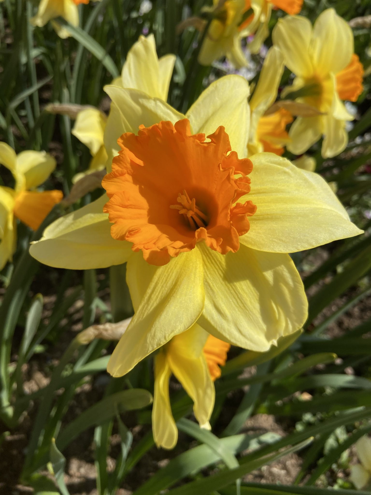 Osterglocke (Narcissus pseudonarcissus) – Blumen und Natur