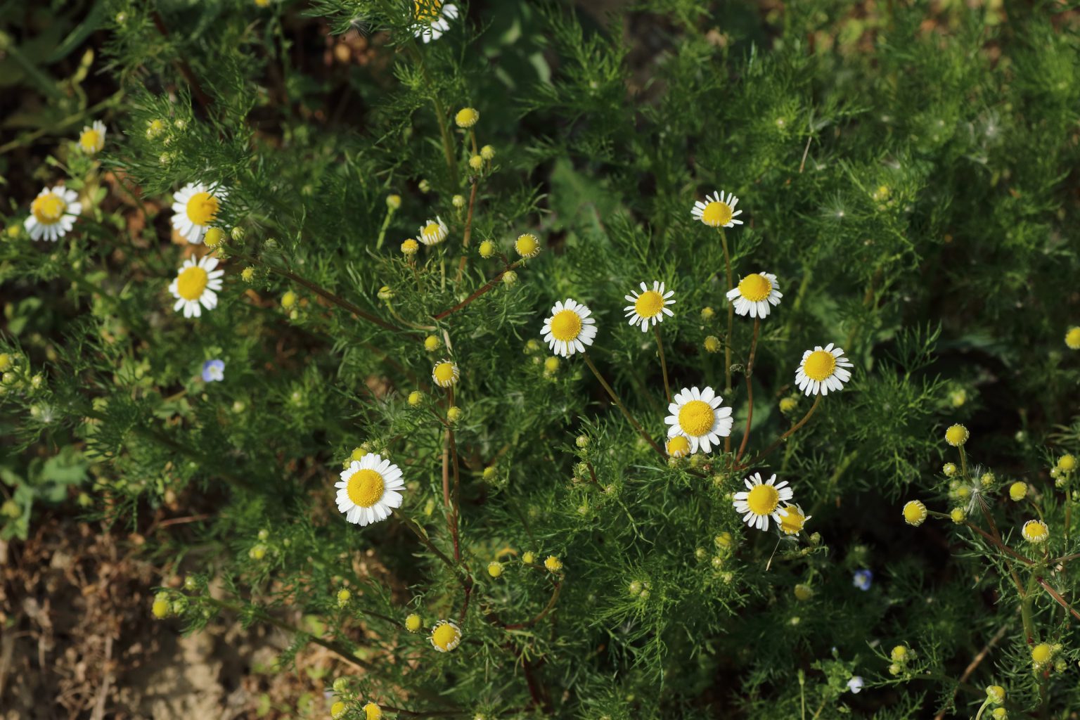 Echte Kamille (Matricaria chamomilla) – Blumen und Natur