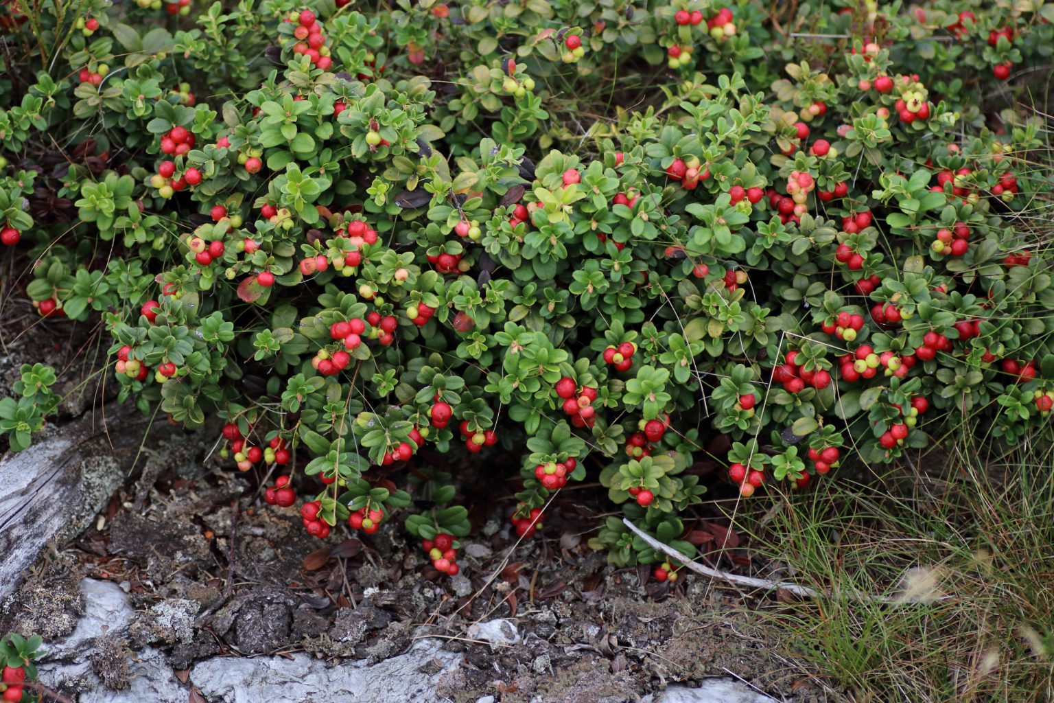 Preiselbeere (Vaccinium vitis-idaea) – Blumen und Natur