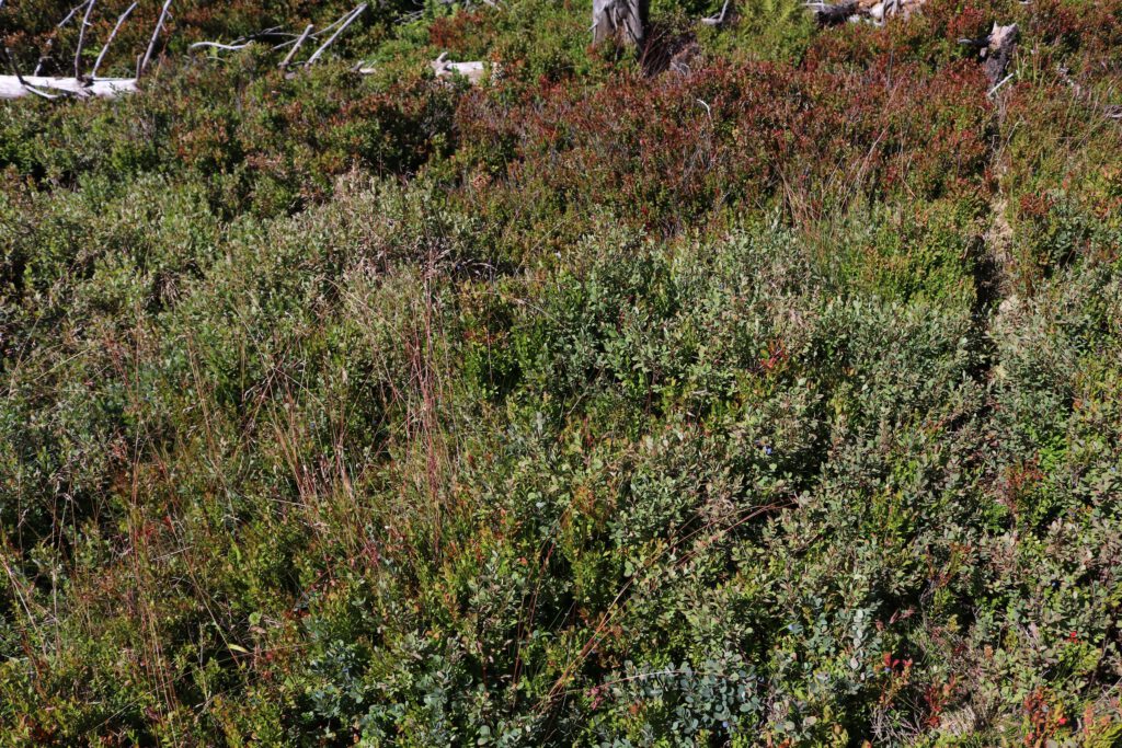 Moor-Rauschbeere (Vaccinium uliginosum) – Blumen und Natur