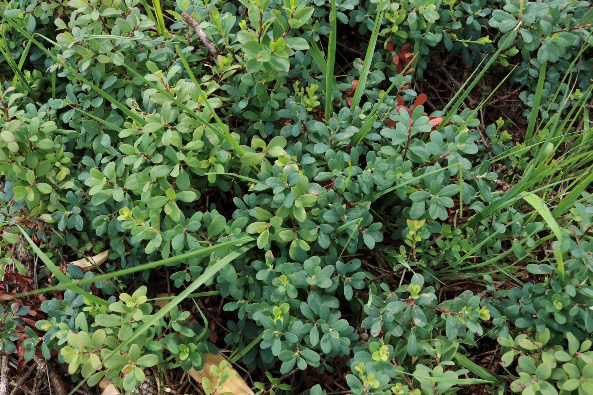 Moor-Rauschbeere (Vaccinium uliginosum) – Blumen und Natur
