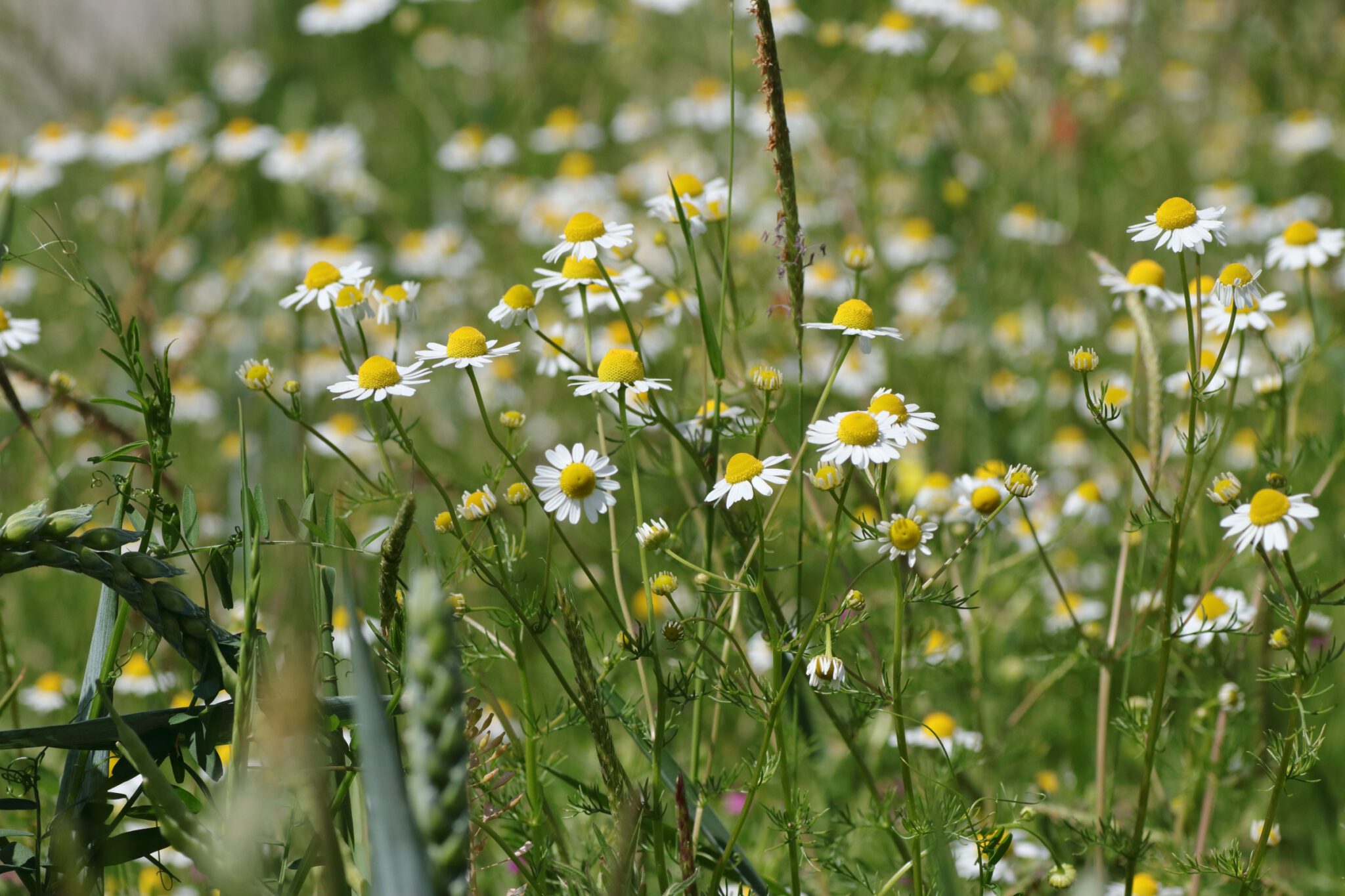 Echte Kamille (Matricaria chamomilla) – Blumen und Natur