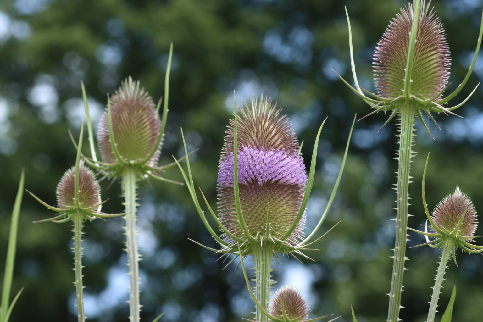 Wilde Karde (Dipsacus fullonum) – Blumen und Natur