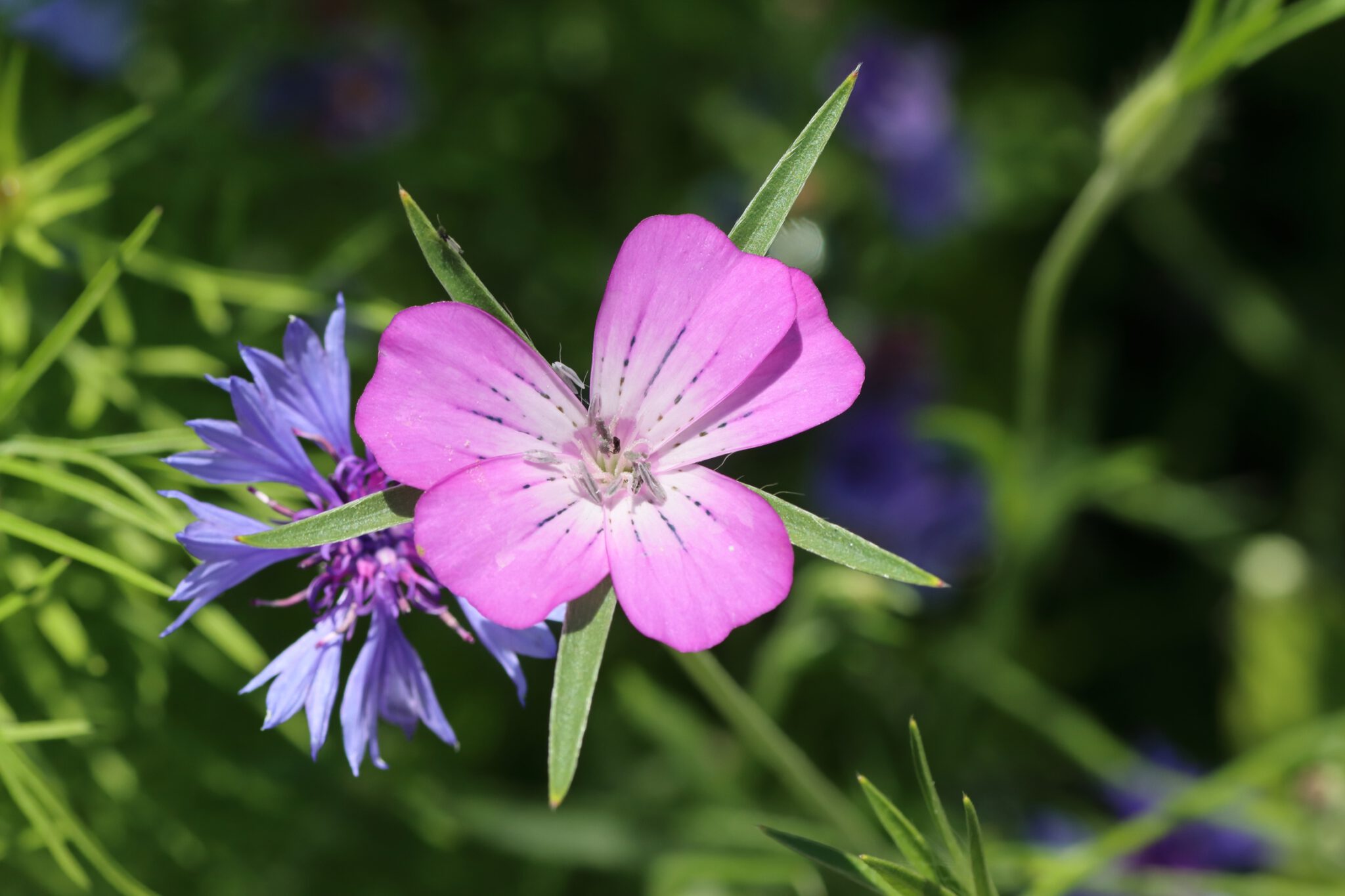 Kornrade (Agrostemma githago) – Blumen und Natur