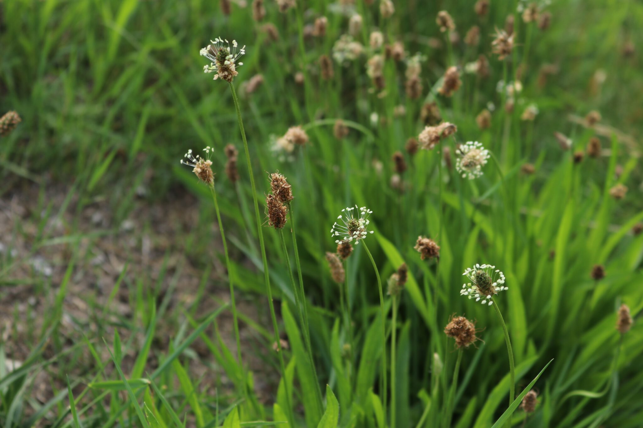 Spitzwegerich (Plantago lanceolata) – Blumen und Natur