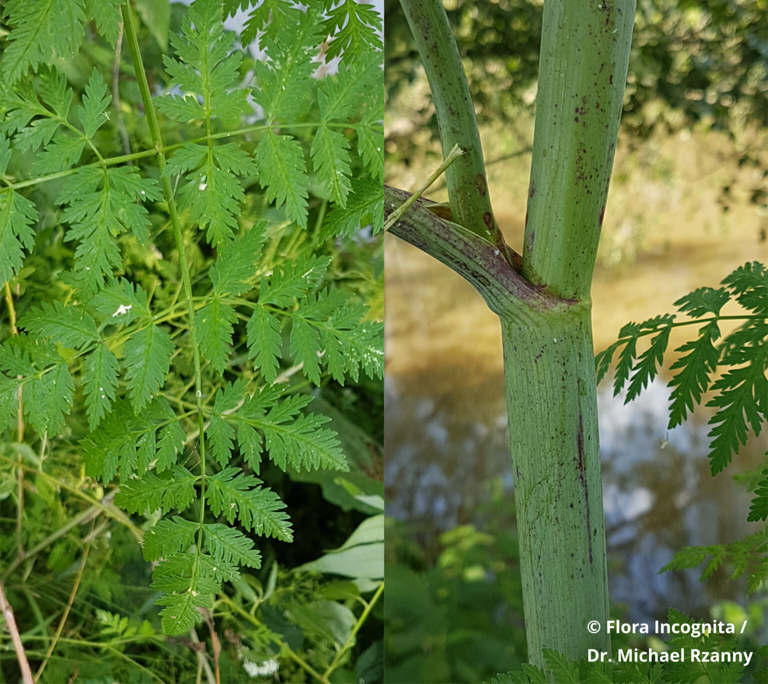 Gefleckter Schierling (Conium maculatum) – Blumen und Natur