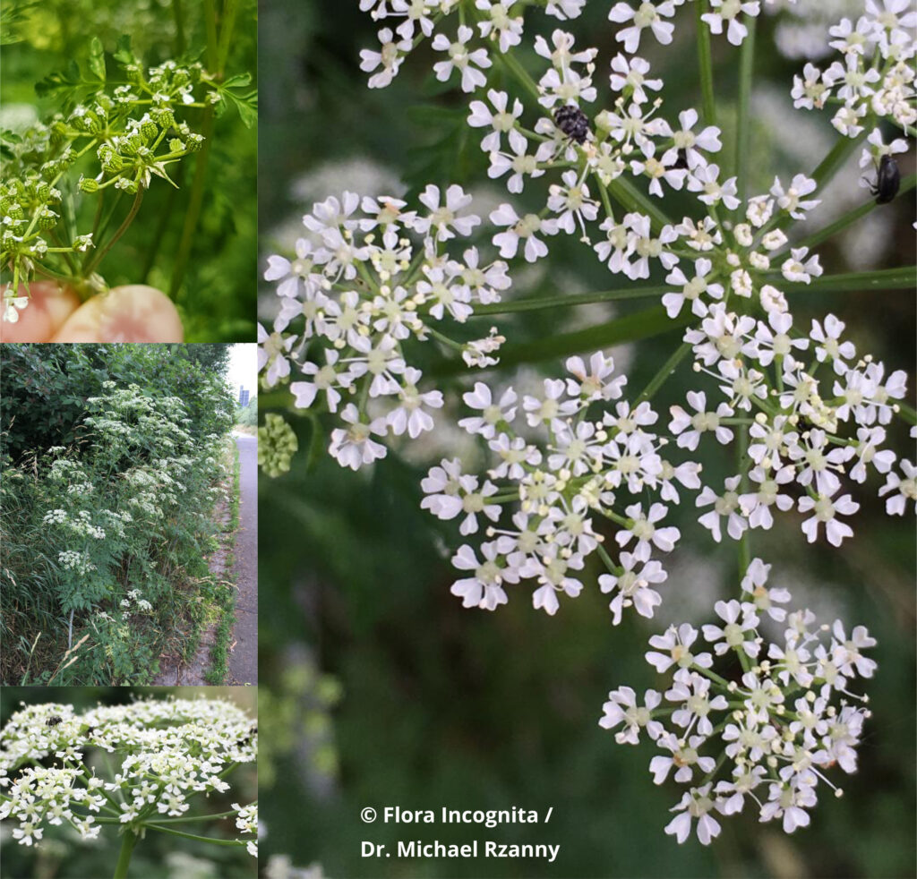 Gefleckter Schierling (Conium maculatum) – Blumen und Natur