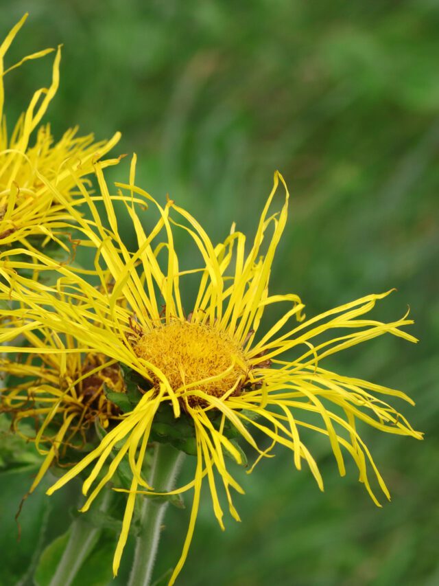 Echter Alant – Blumen und Natur