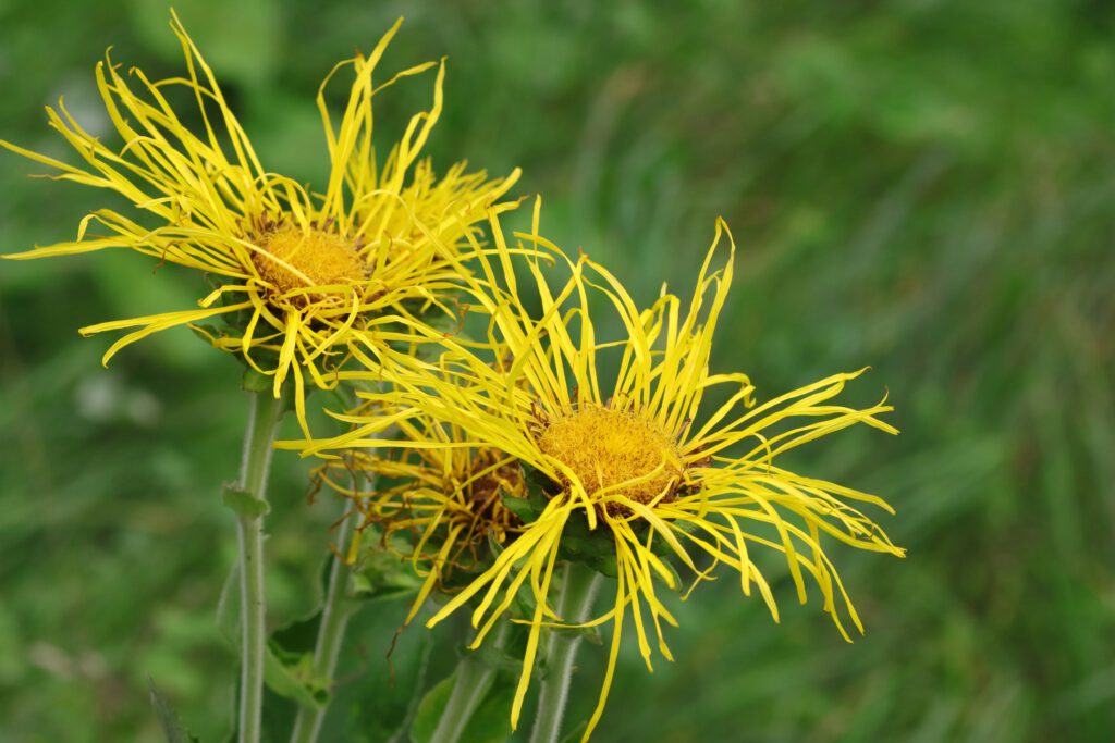 Echter Alant (Inula helenium) im Artenportrait – Blumen und Natur