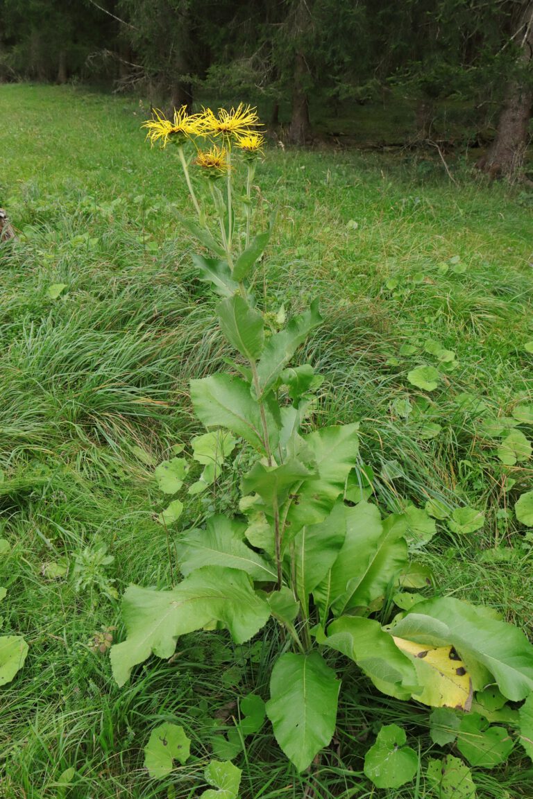 Echter Alant (Inula helenium) im Artenportrait – Blumen und Natur