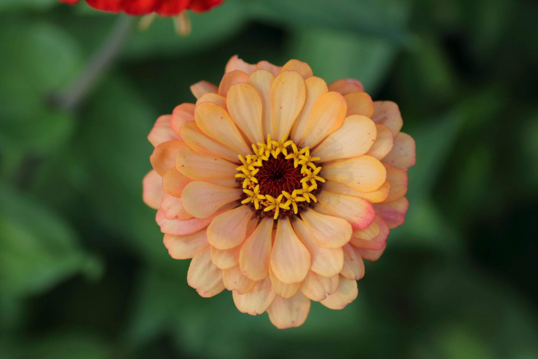 Zinnie (Zinnia elegans - Hybride) – Blumen und Natur