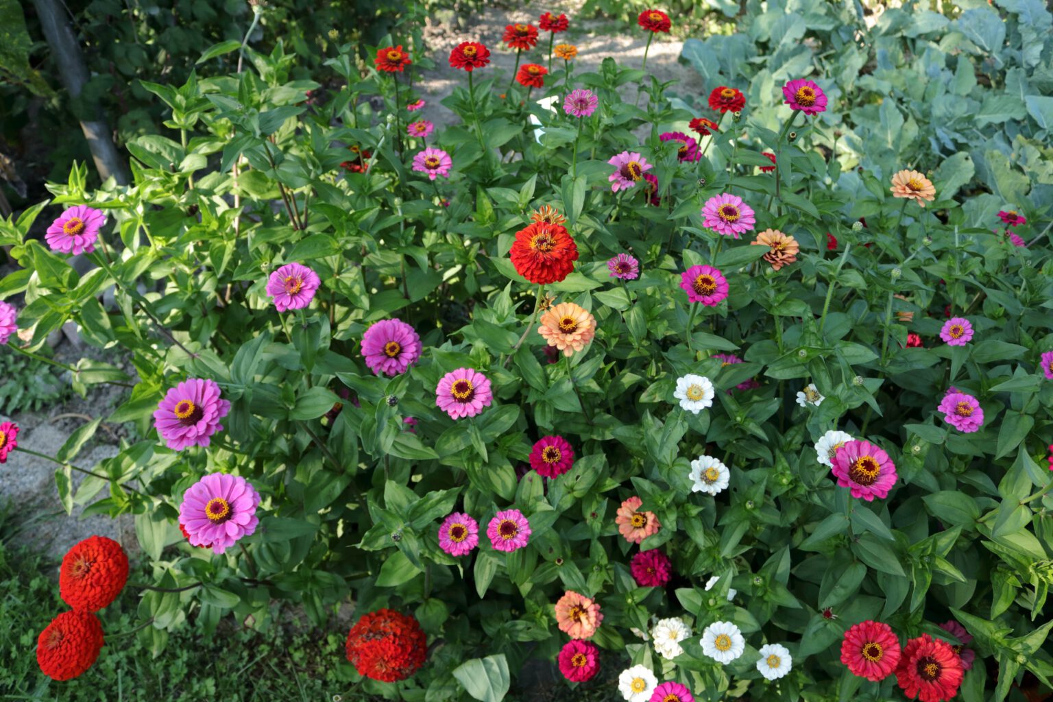 Zinnie (Zinnia elegans - Hybride) – Blumen und Natur
