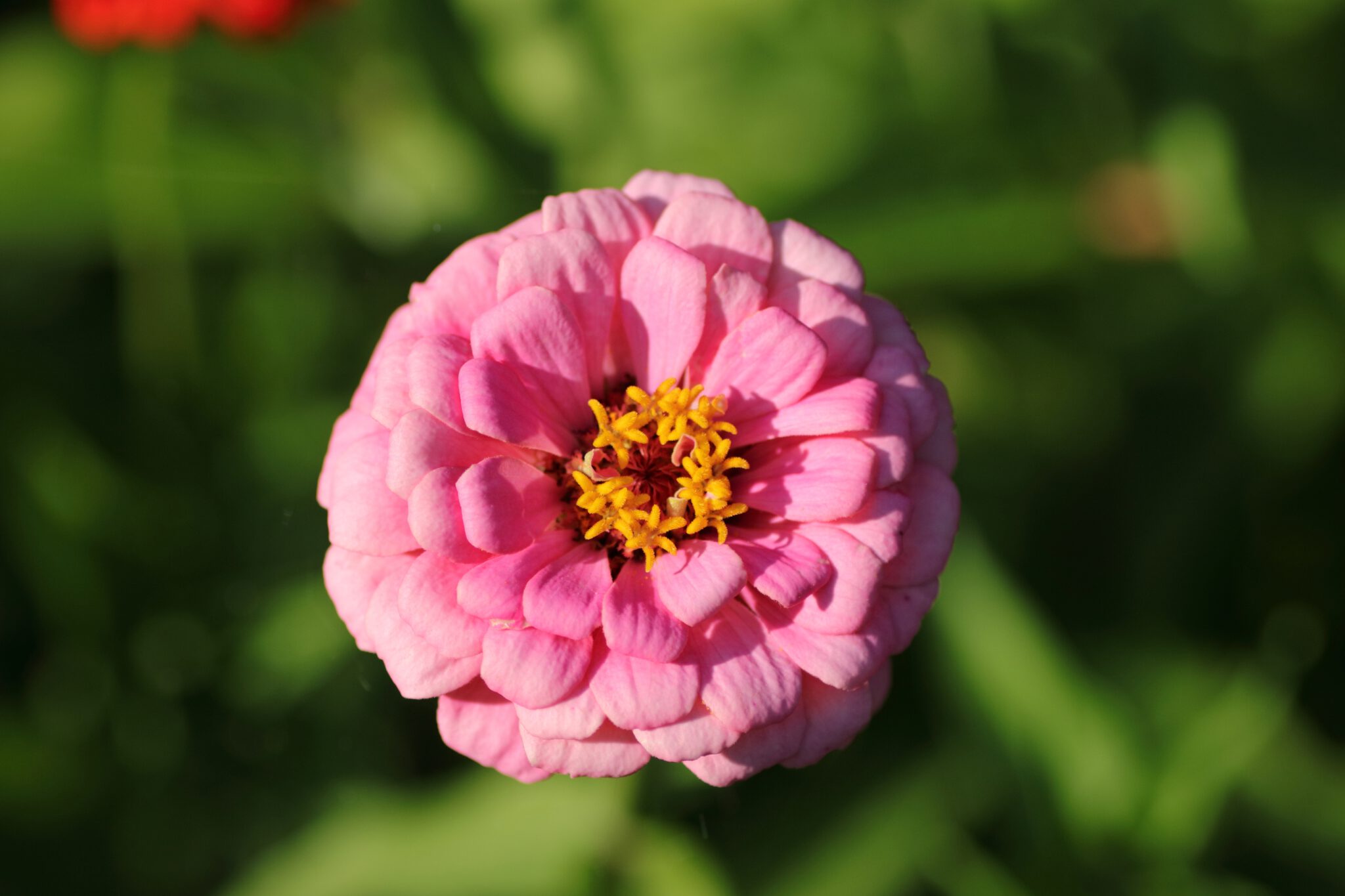 Zinnie (Zinnia elegans - Hybride) – Blumen und Natur