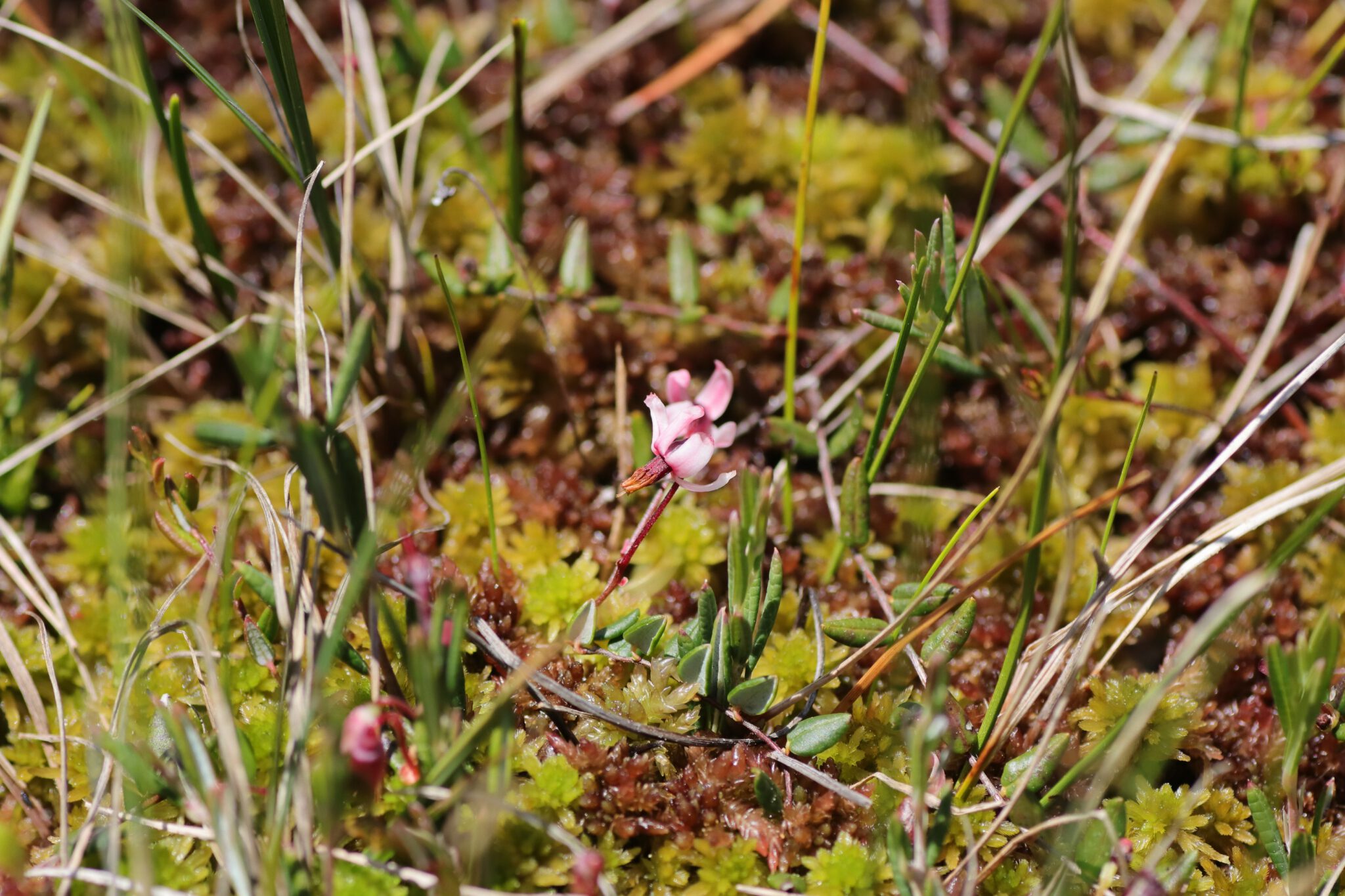 Gewöhnliche Moosbeere (Vaccinium oxycoccos) – Blumen und Natur