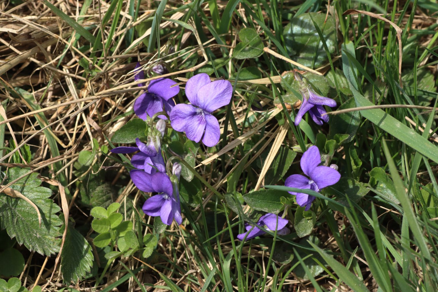Hain-Veilchen (Viola riviniana) – Blumen und Natur