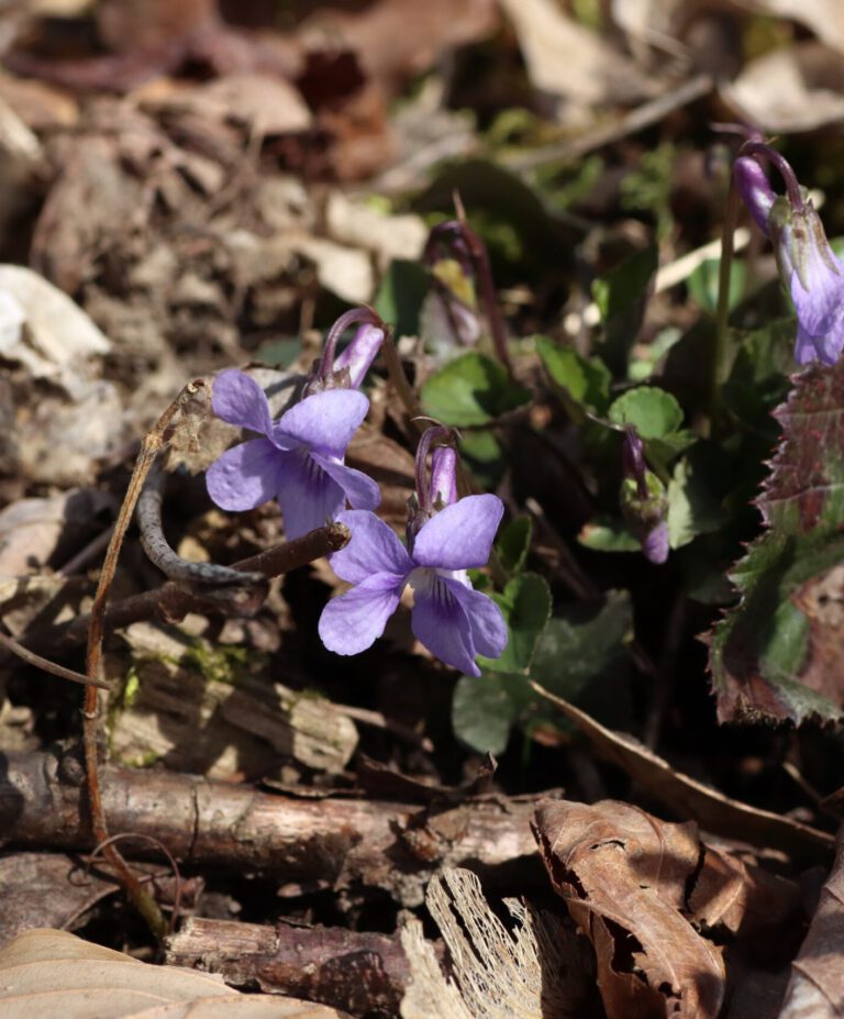 Wald-Veilchen (Viola reichenbachiana) – Blumen und Natur