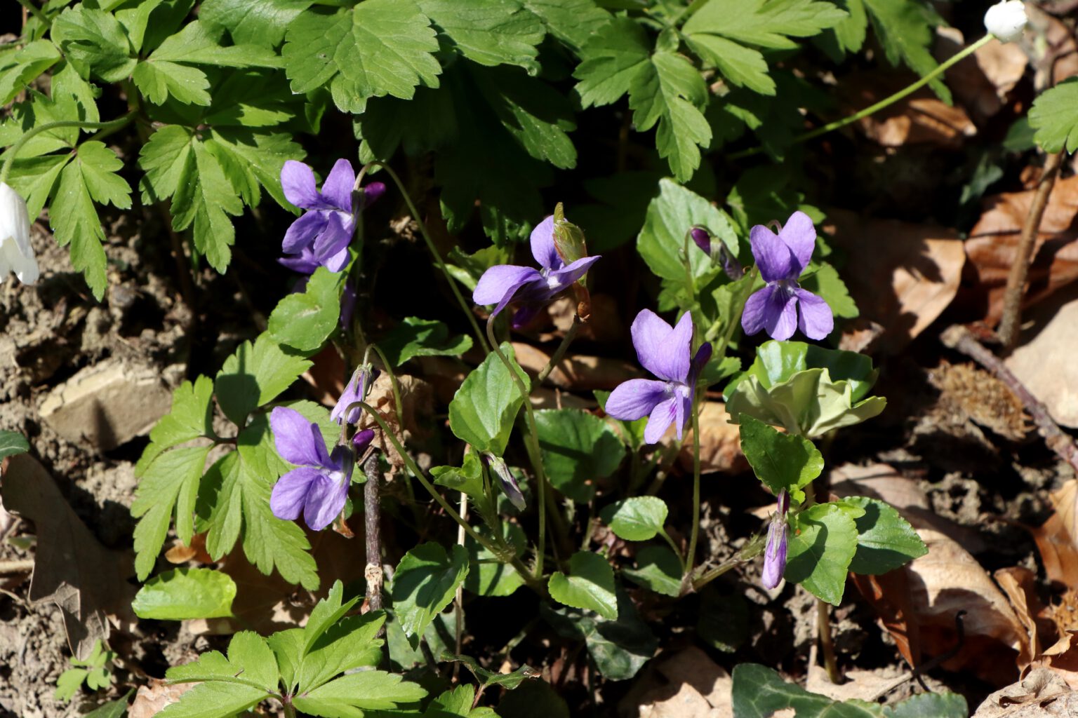 Wald-Veilchen (Viola reichenbachiana) – Blumen und Natur