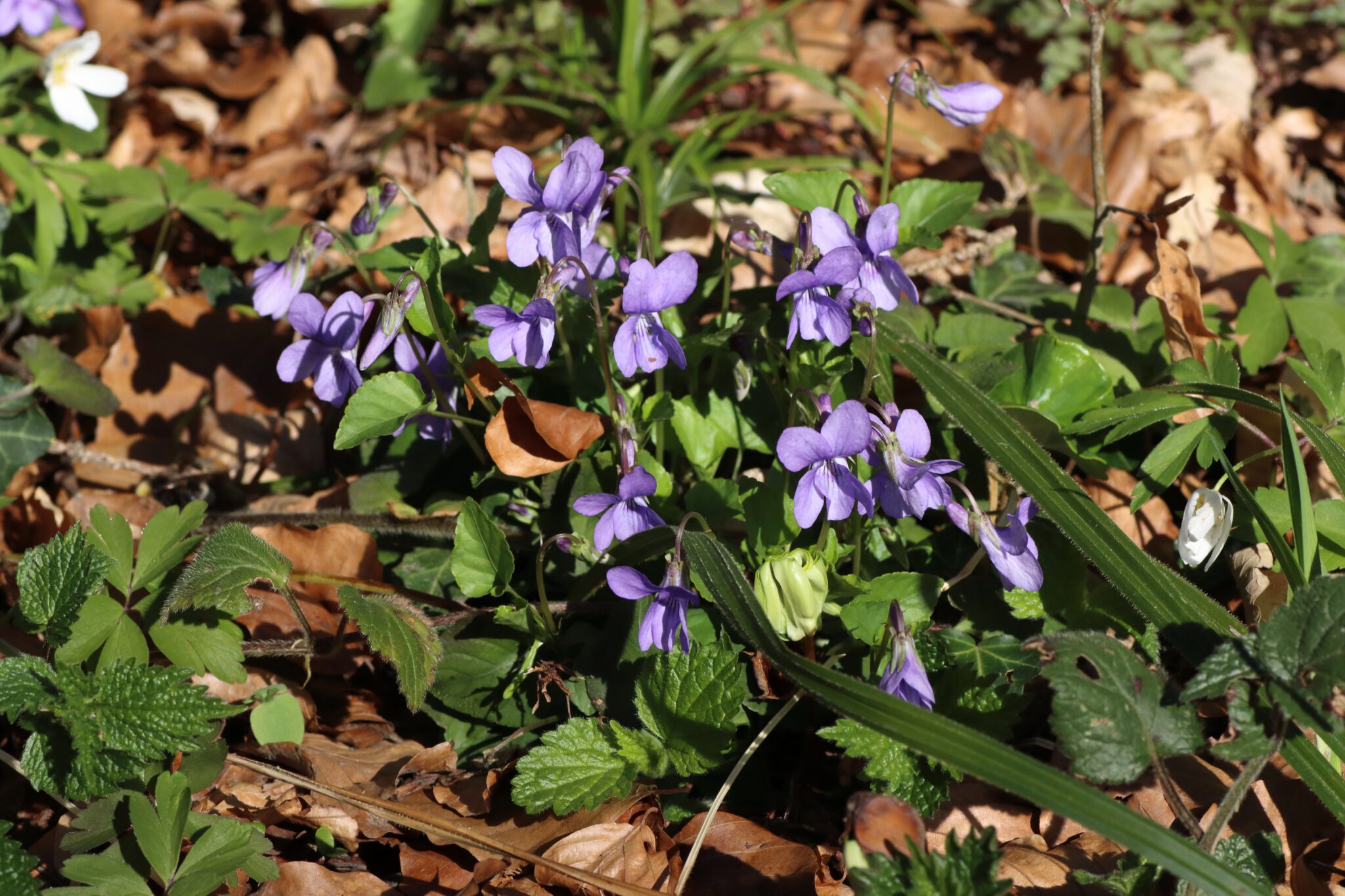 Wald-Veilchen (Viola reichenbachiana) – Blumen und Natur