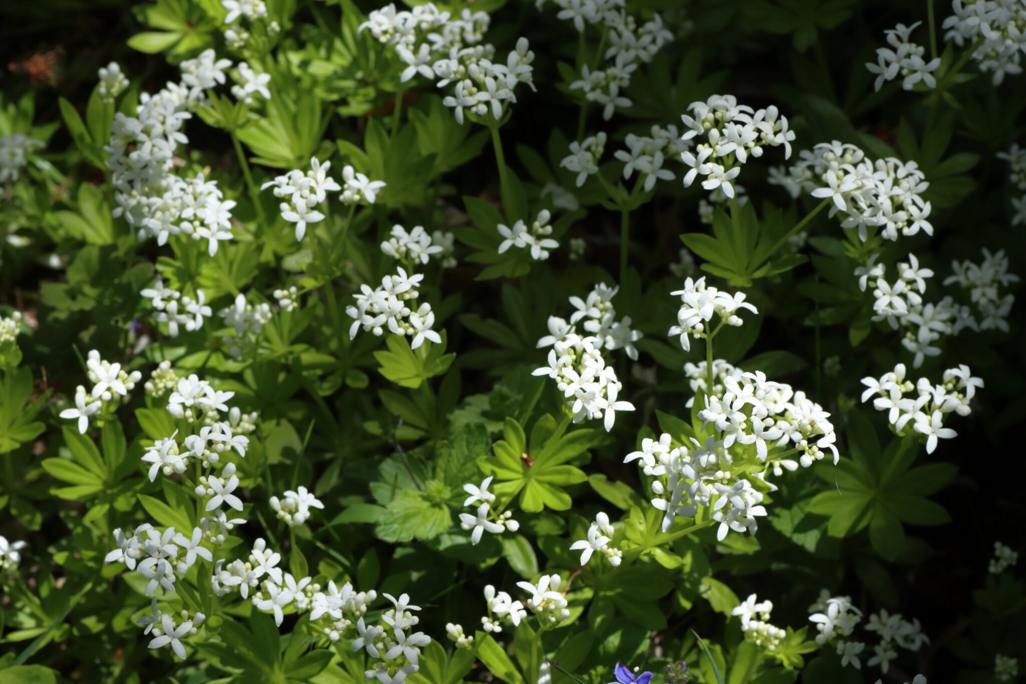 Waldmeister (Galium odoratum) – Blumen und Natur