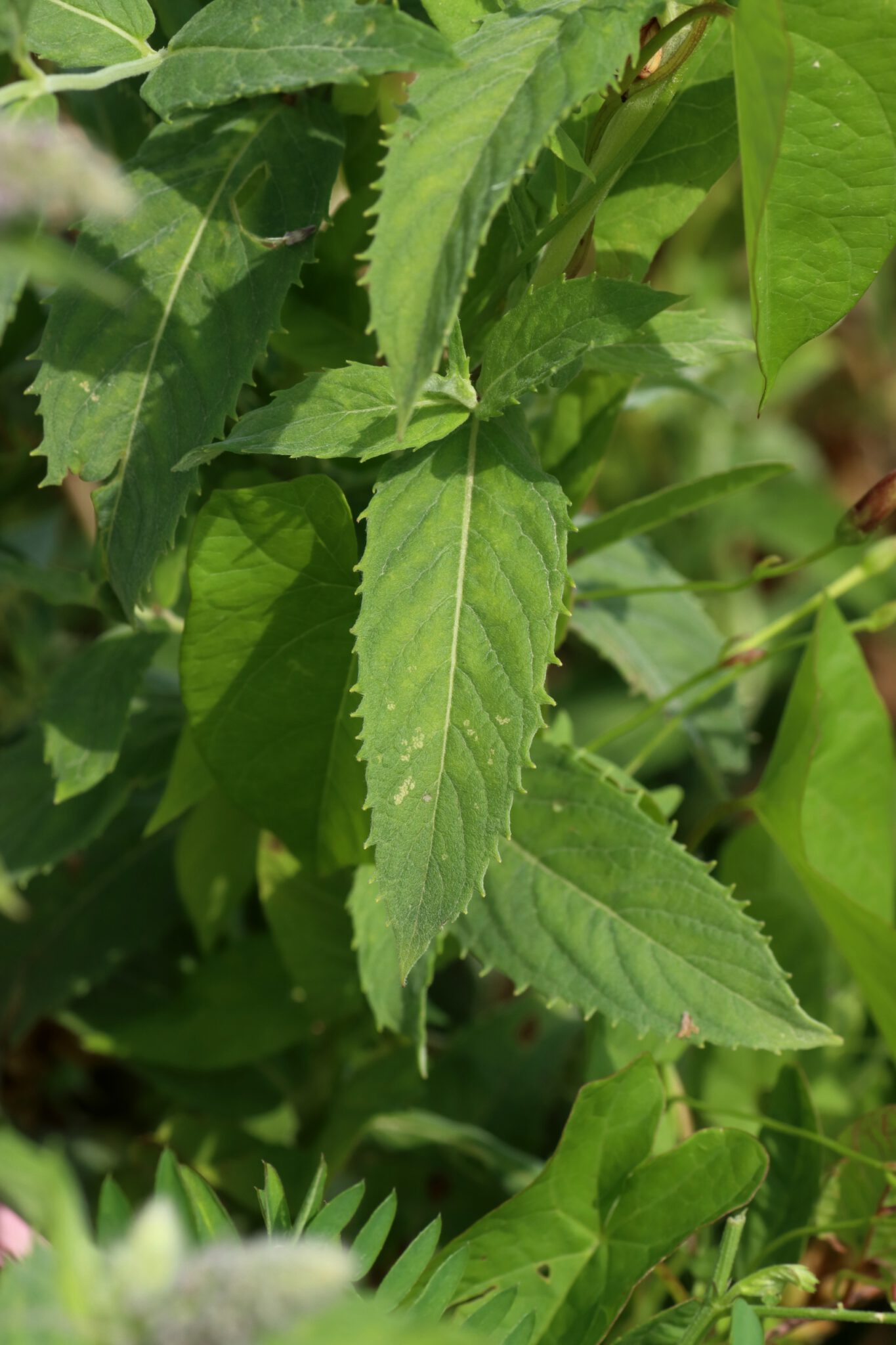 Grüne Minze (Mentha spicata) – Blumen und Natur