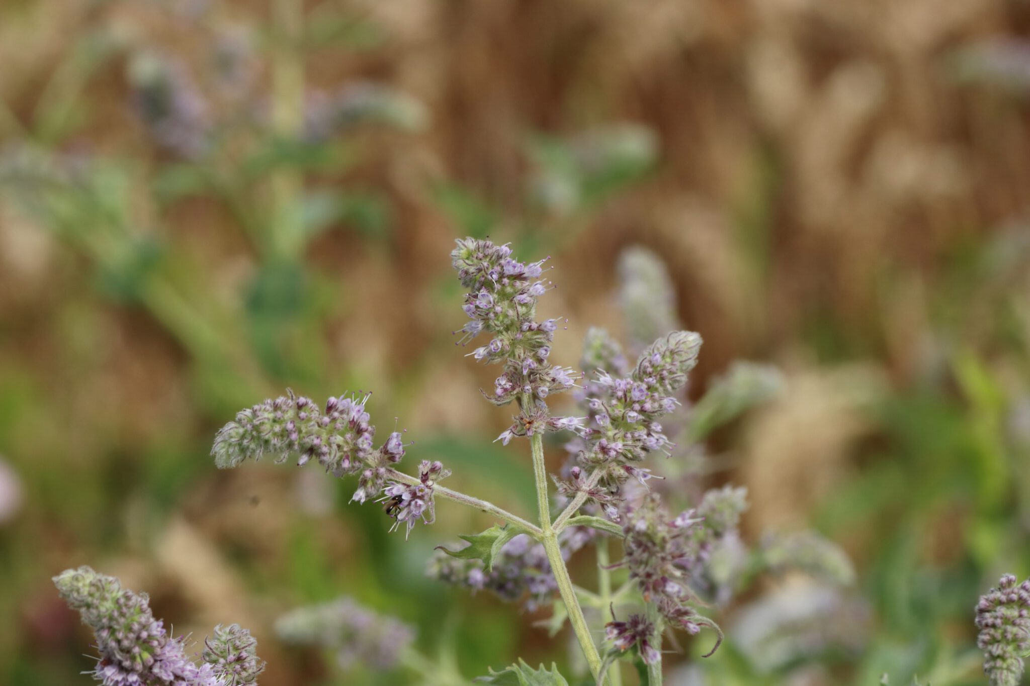 Grüne Minze (Mentha spicata) – Blumen und Natur