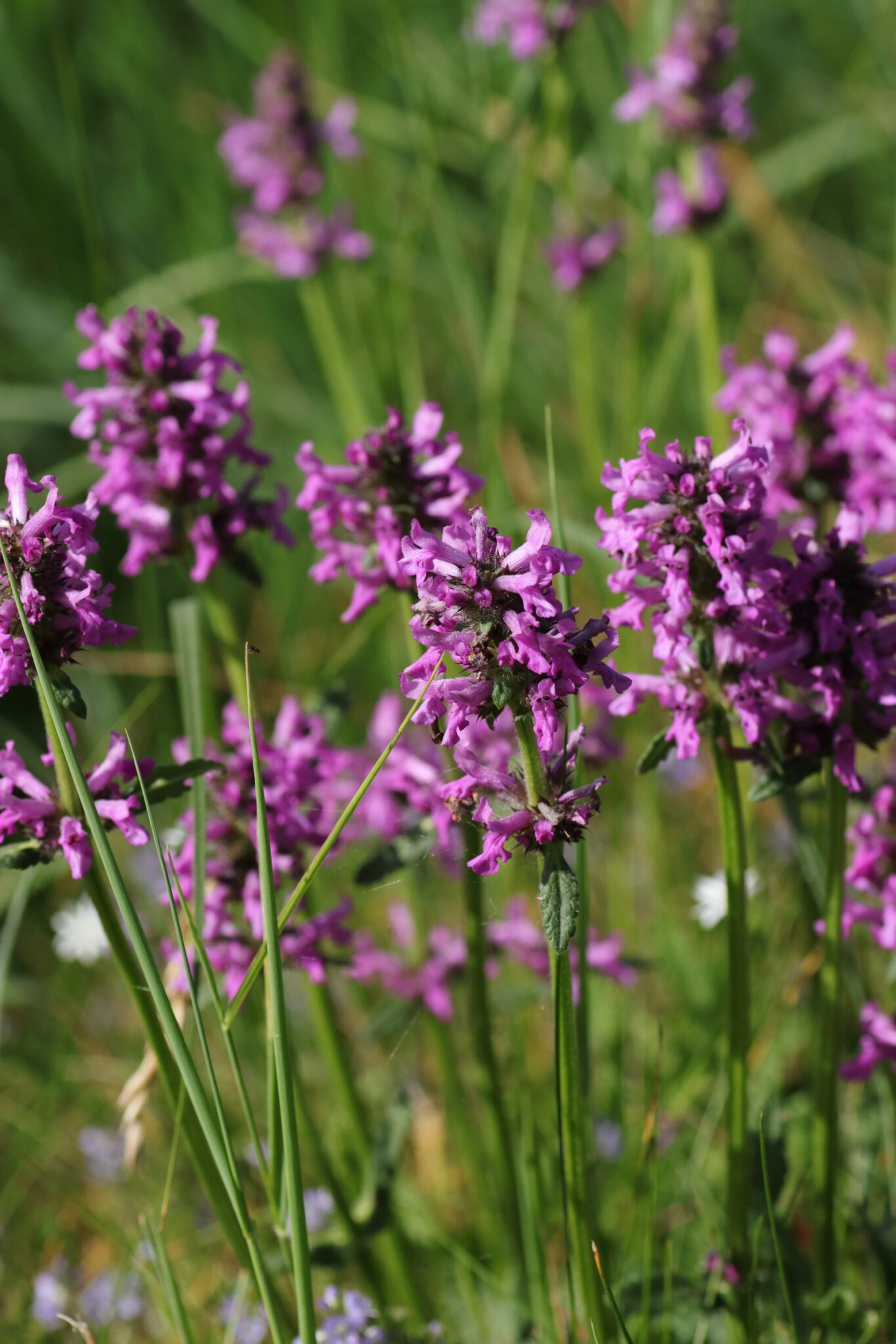Heil-Ziest (Stachys / Betonica officinalis) – Blumen und Natur