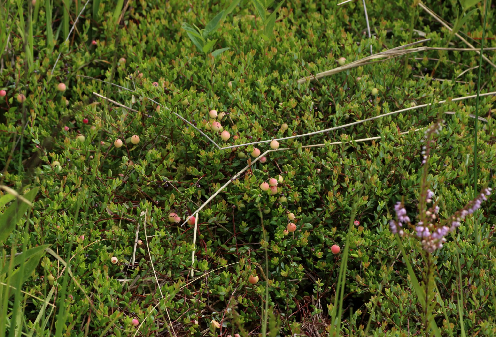 Gewöhnliche Moosbeere (Vaccinium oxycoccos) – Blumen und Natur