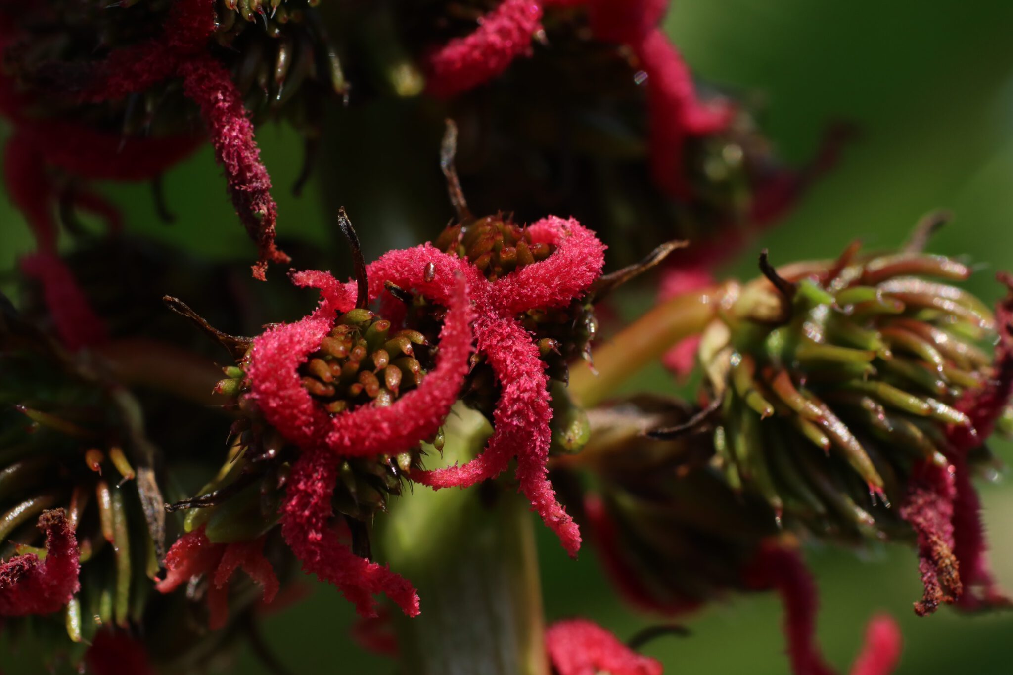 Rizinus-Strauch (Ricinus communis) – Blumen und Natur