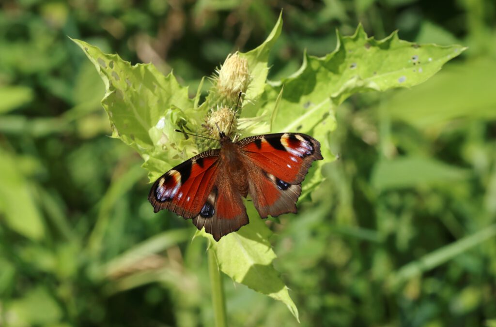 Butterflies & Moths – Blumen und Natur