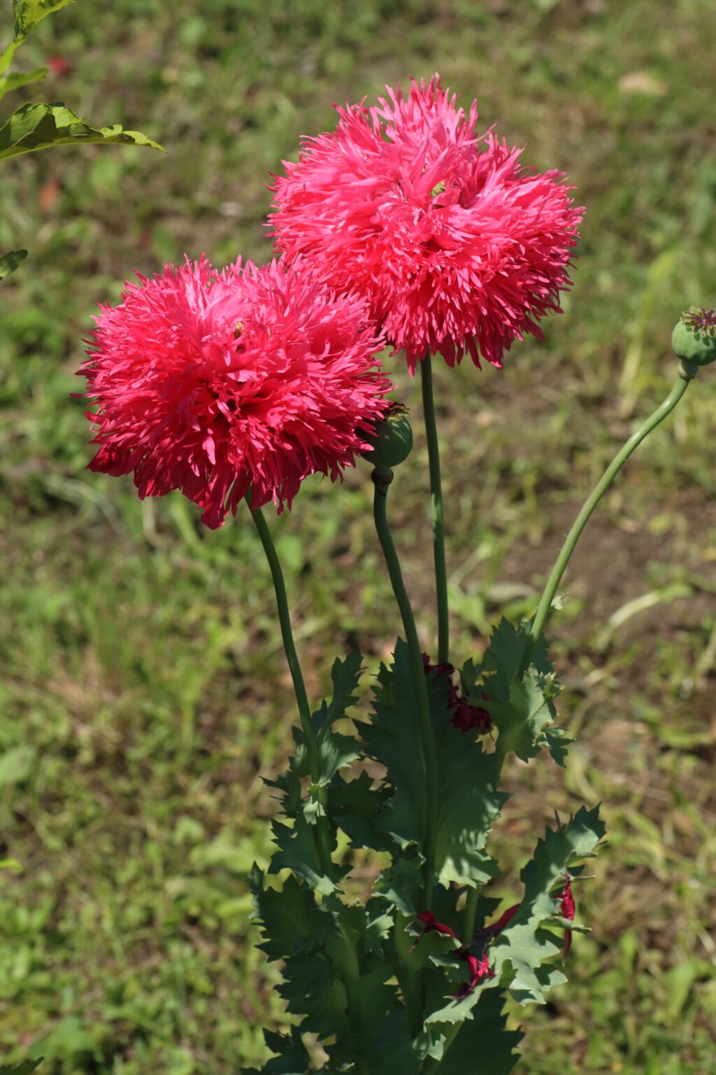 Schlafmohn (Papaver somniferum) – Blumen und Natur