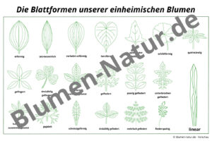 Downloads / Herunterladbare Inhalte – Blumen und Natur