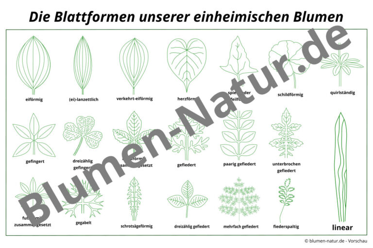 Downloads / Herunterladbare Inhalte – Blumen und Natur